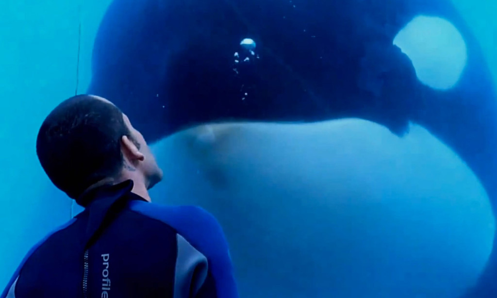 Movie review: Blackfish - Electric Shadows